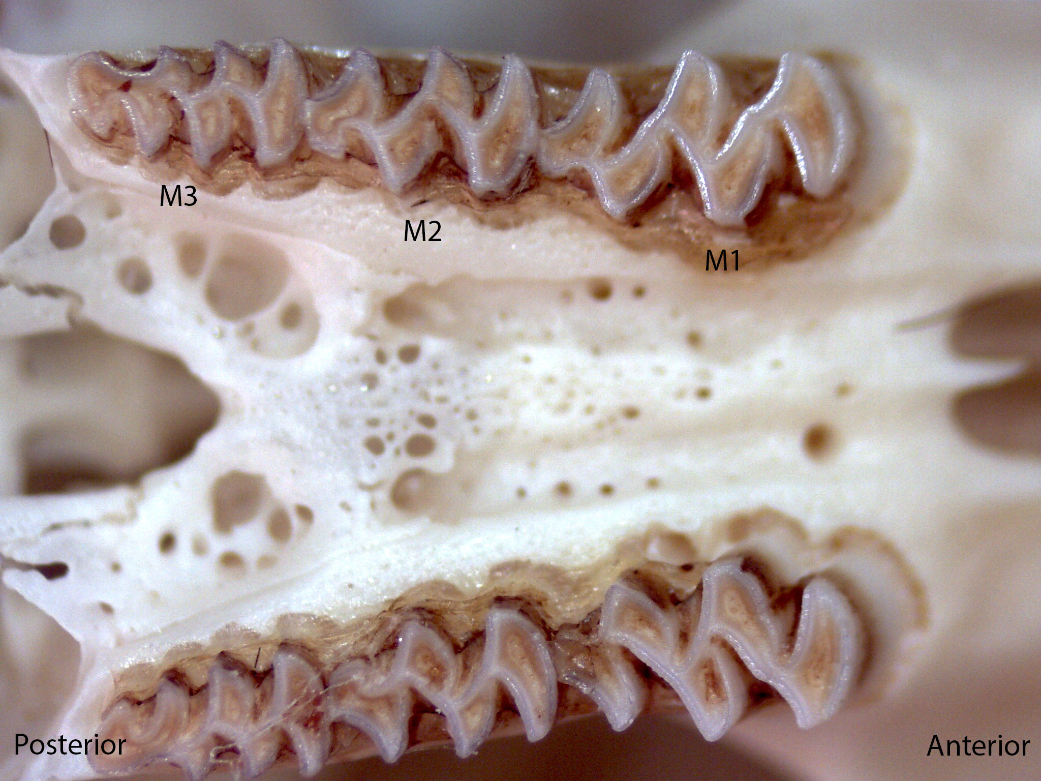 Microtus – Blois Lab Image Gallery