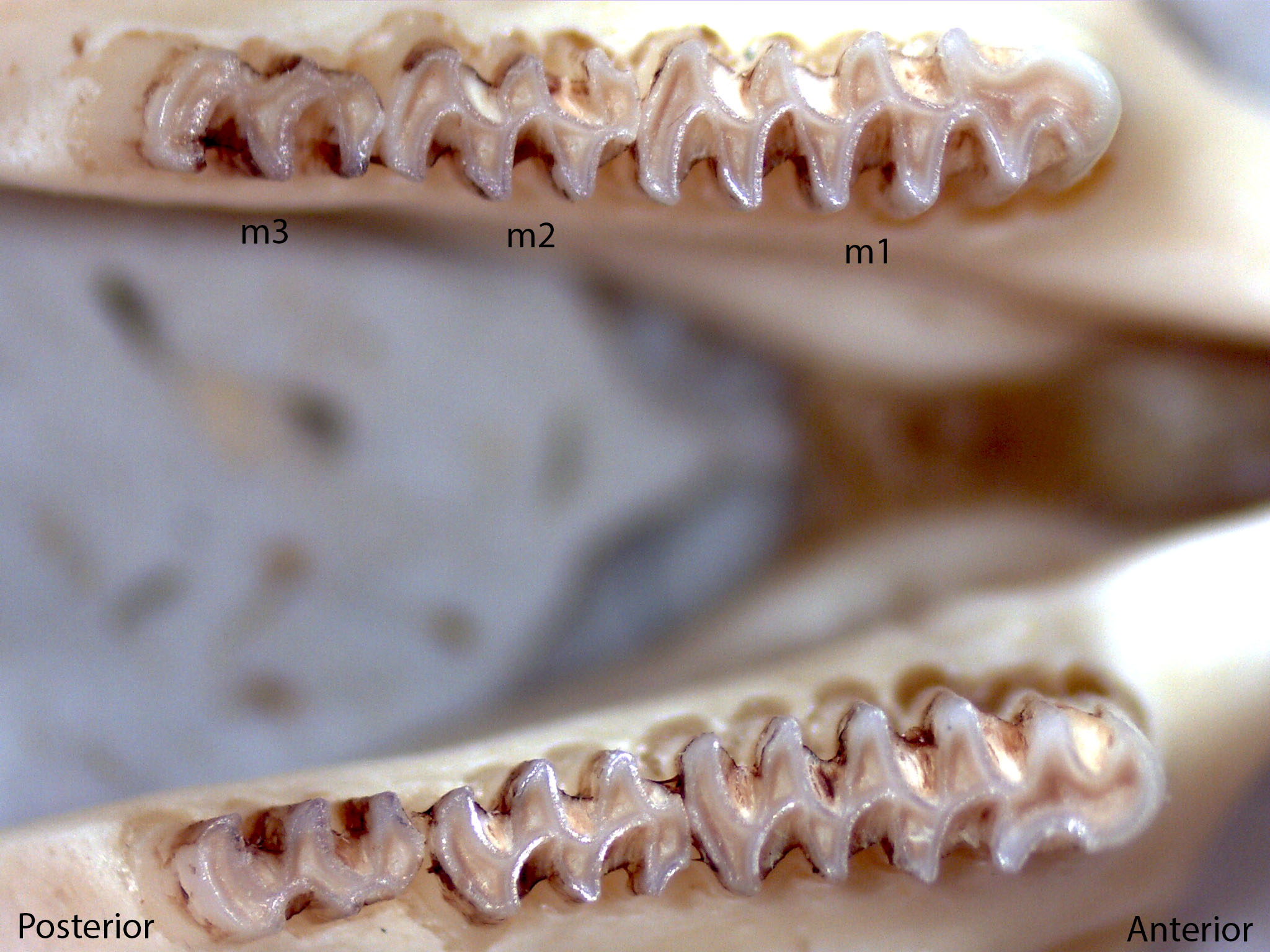 Microtus – Blois Lab Image Gallery