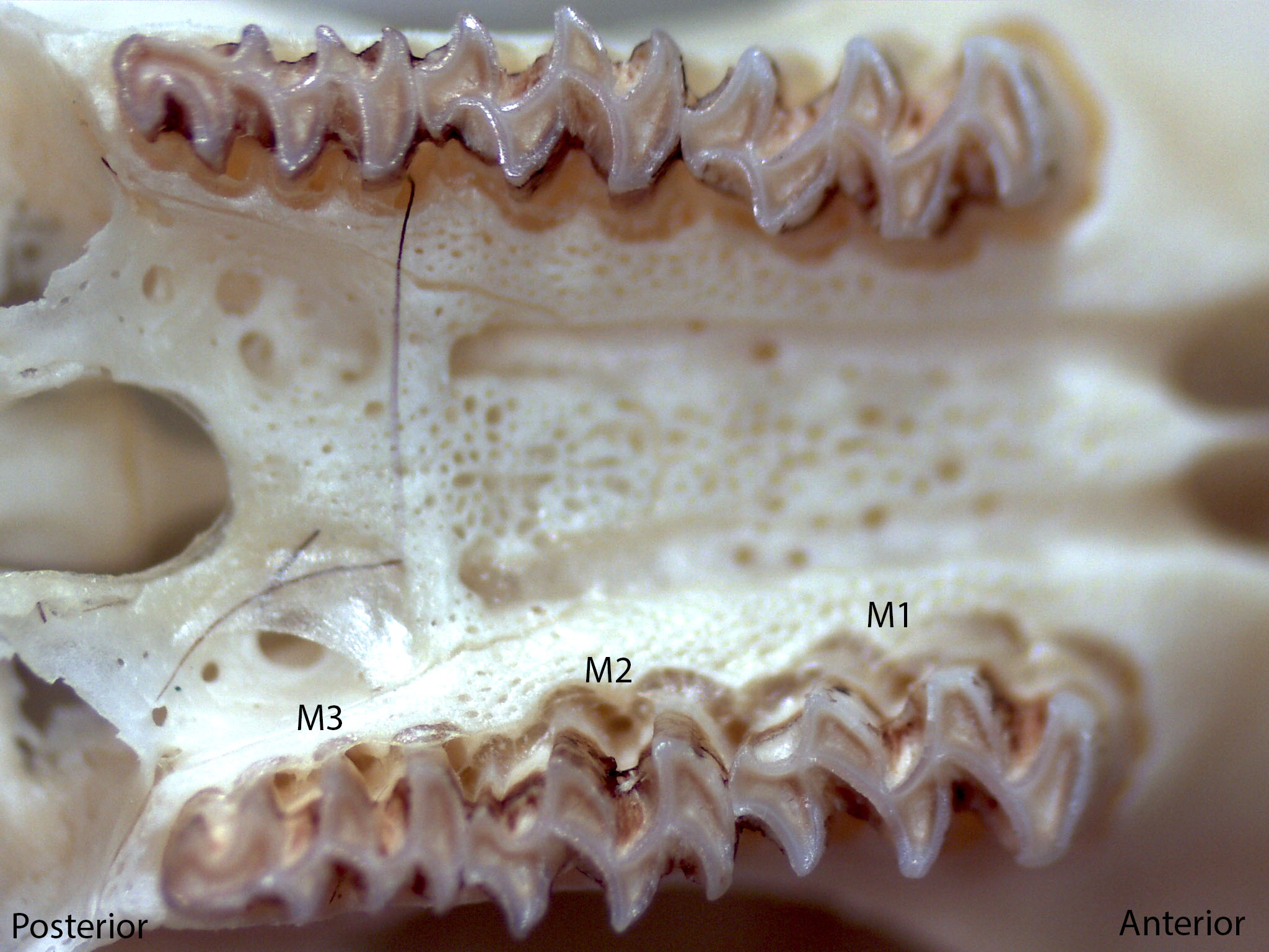 Microtus – Blois Lab Image Gallery