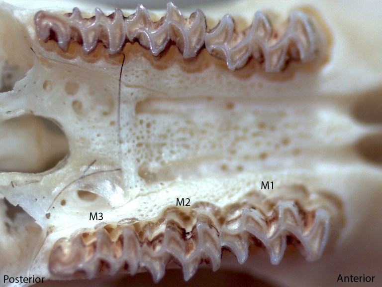 Microtus – Blois Lab Image Gallery