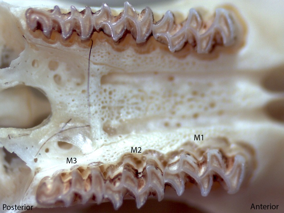 Microtus – Blois Lab Image Gallery