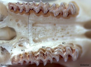 Microtus – Blois Lab Image Gallery