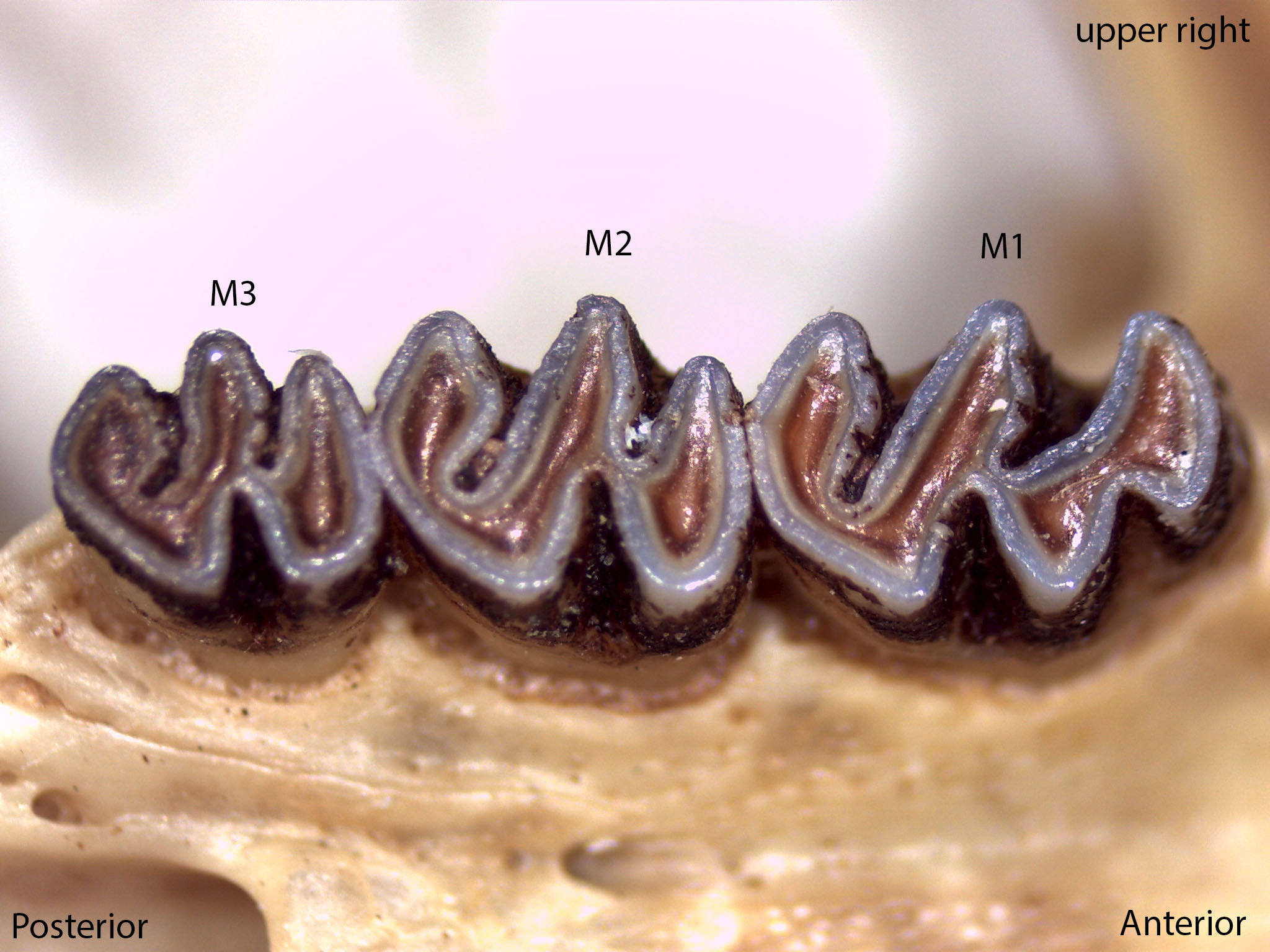 Neotoma – Blois Lab Image Gallery