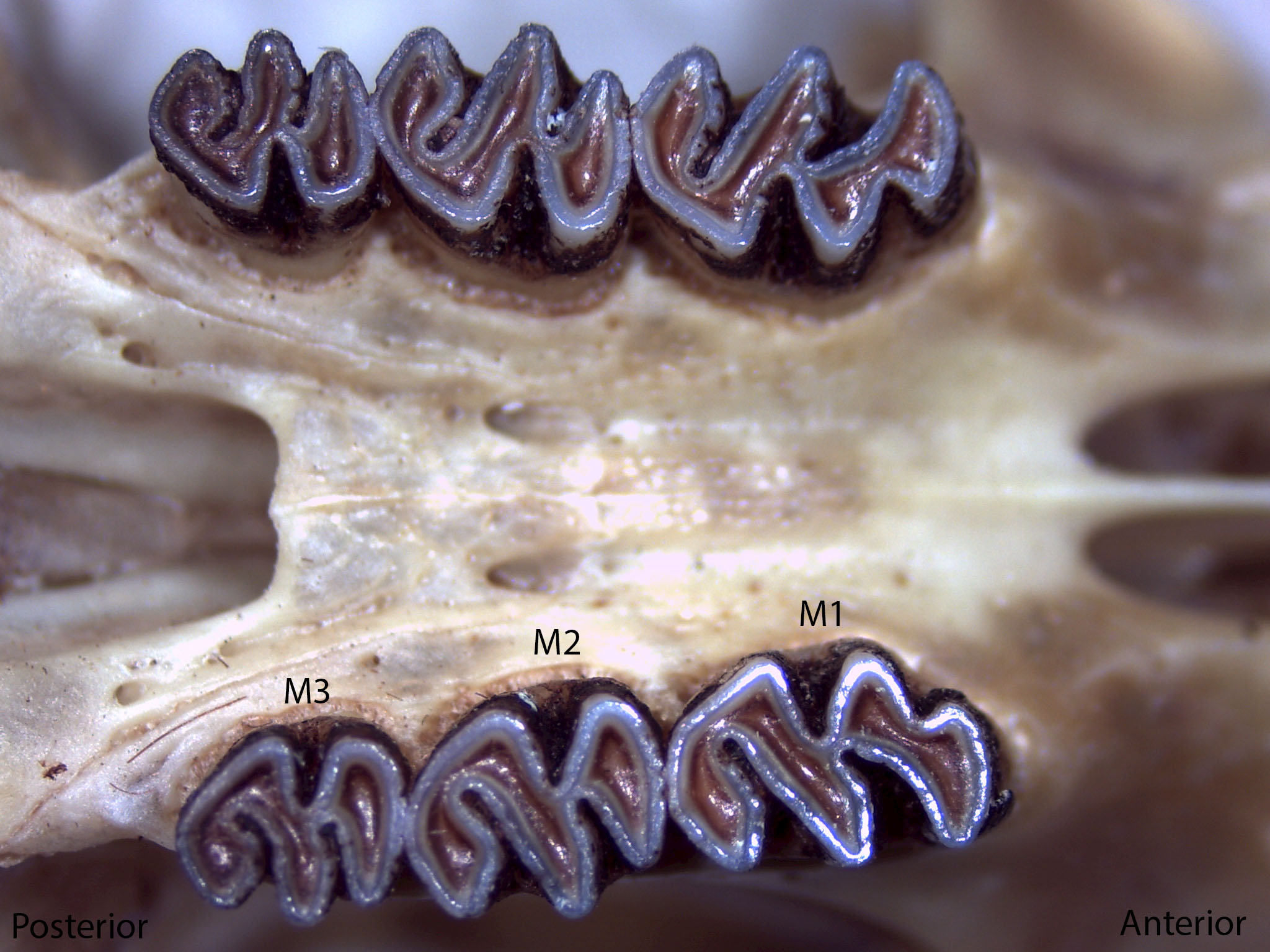 Neotoma – Blois Lab Image Gallery