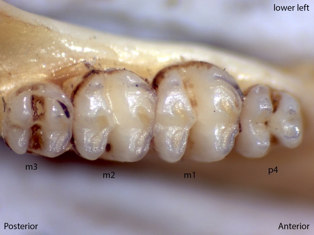Perognathus – Blois Lab Image Gallery
