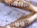 Perognathus – Blois Lab Image Gallery