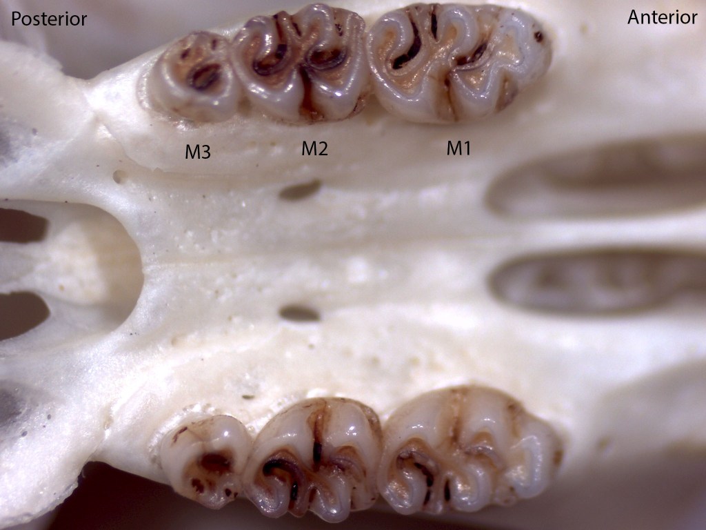 Perognathus – Blois Lab Image Gallery