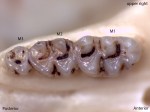 Peromyscus – Blois Lab Image Gallery